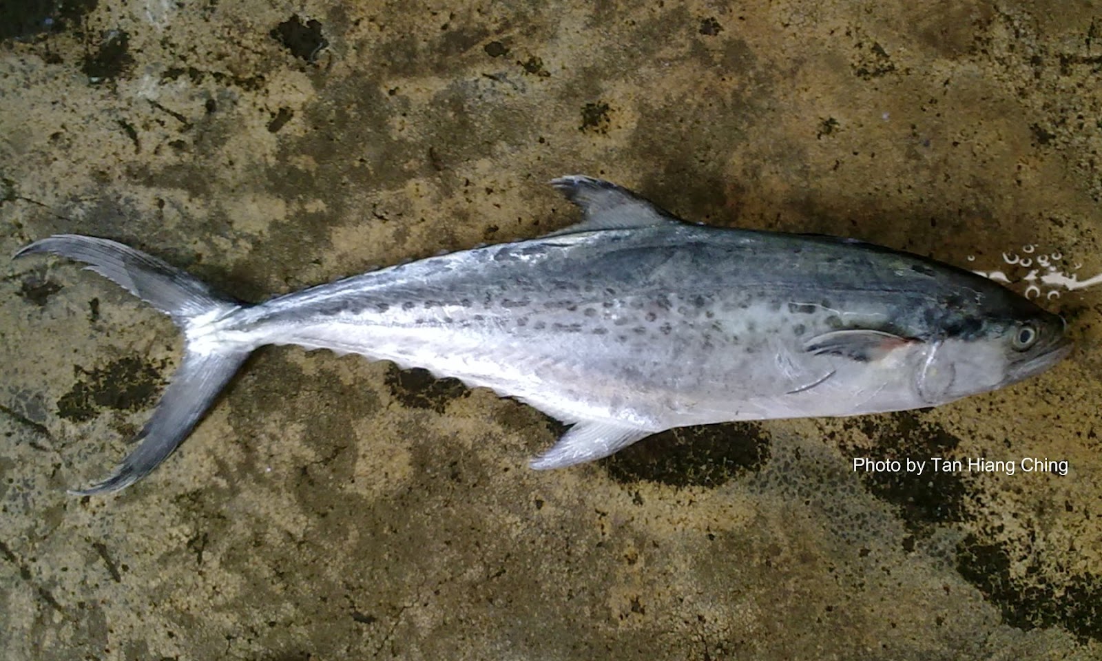 Oppdag Fisk!: Stripet Kongemakrell/Streaked Spanish Mackerel ...