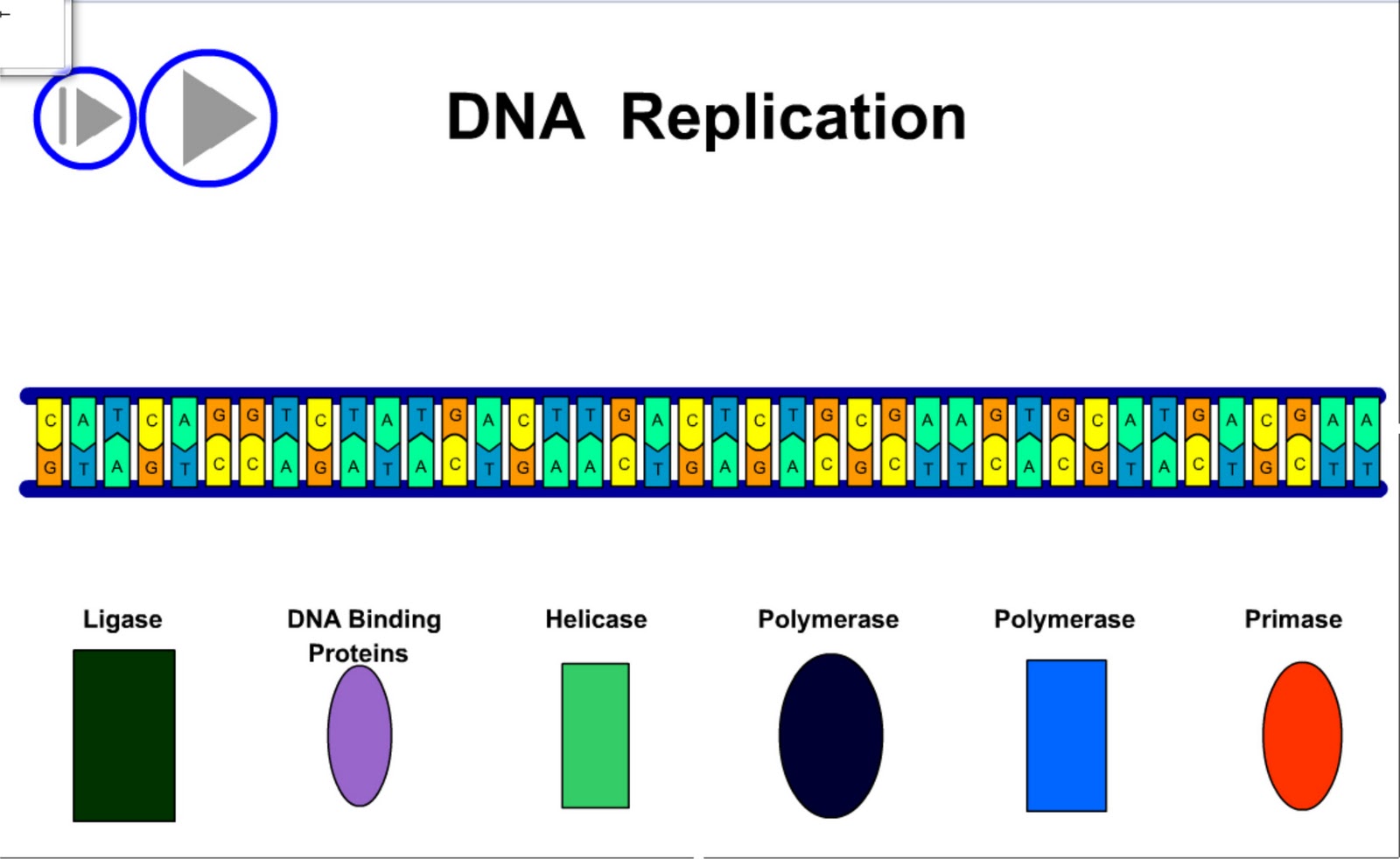 Animasi Replikasi DNA | BIOLOGIPEDIA