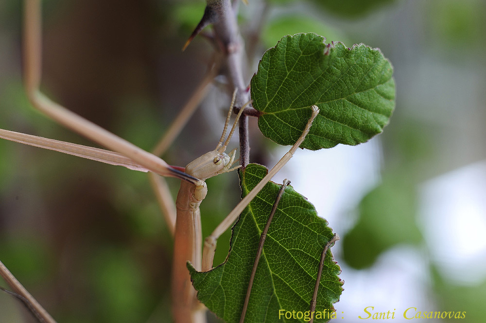 Fotografía Santi Casanovas: Phasmatidae L'insecte pal