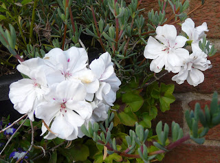 Yorkshire Buddings: Garden Bloggers' Bloom Day - October 2012