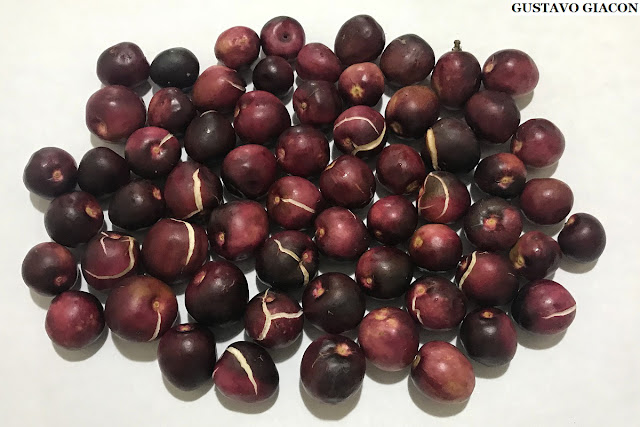 Viveiro Ciprest - Plantas Nativas e Exóticas: Ajuru Roxo ou Icaco ...