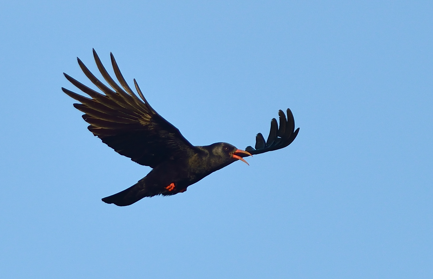Sam And Lisa's Wildlife Photos: Cornish Chough