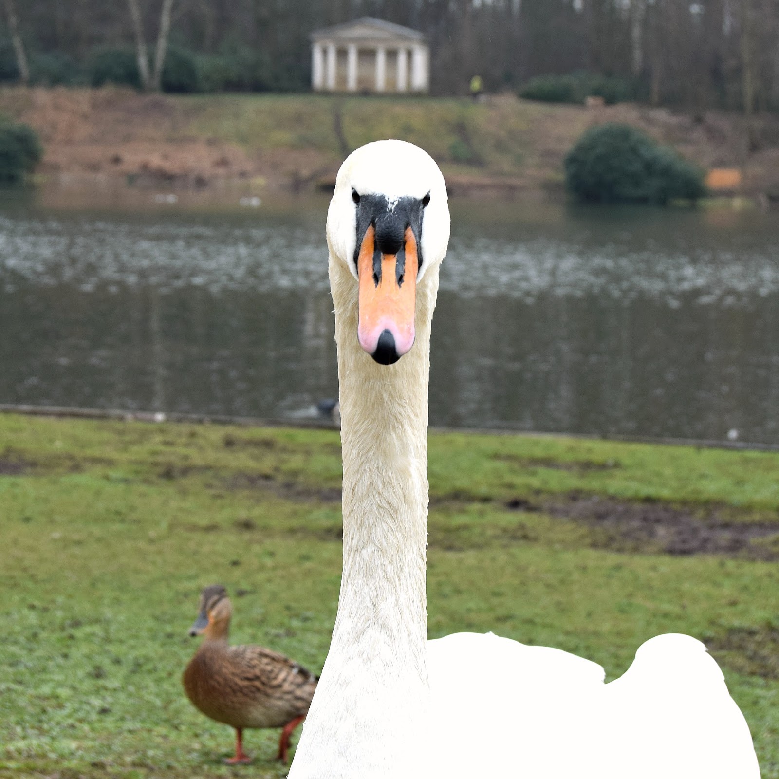 Wafflemama.: Serious Swan || Photo - Project 365