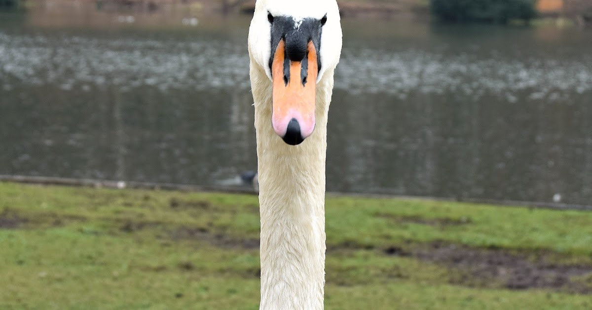 Wafflemama.: Serious Swan || Photo - Project 365