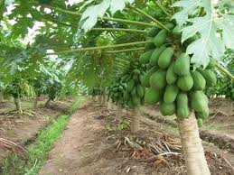 Bisnis Hobi Tanaman dan Pertanian : CARA BUDIDAYA BUAH UNGGUL PEPAYA CALINA