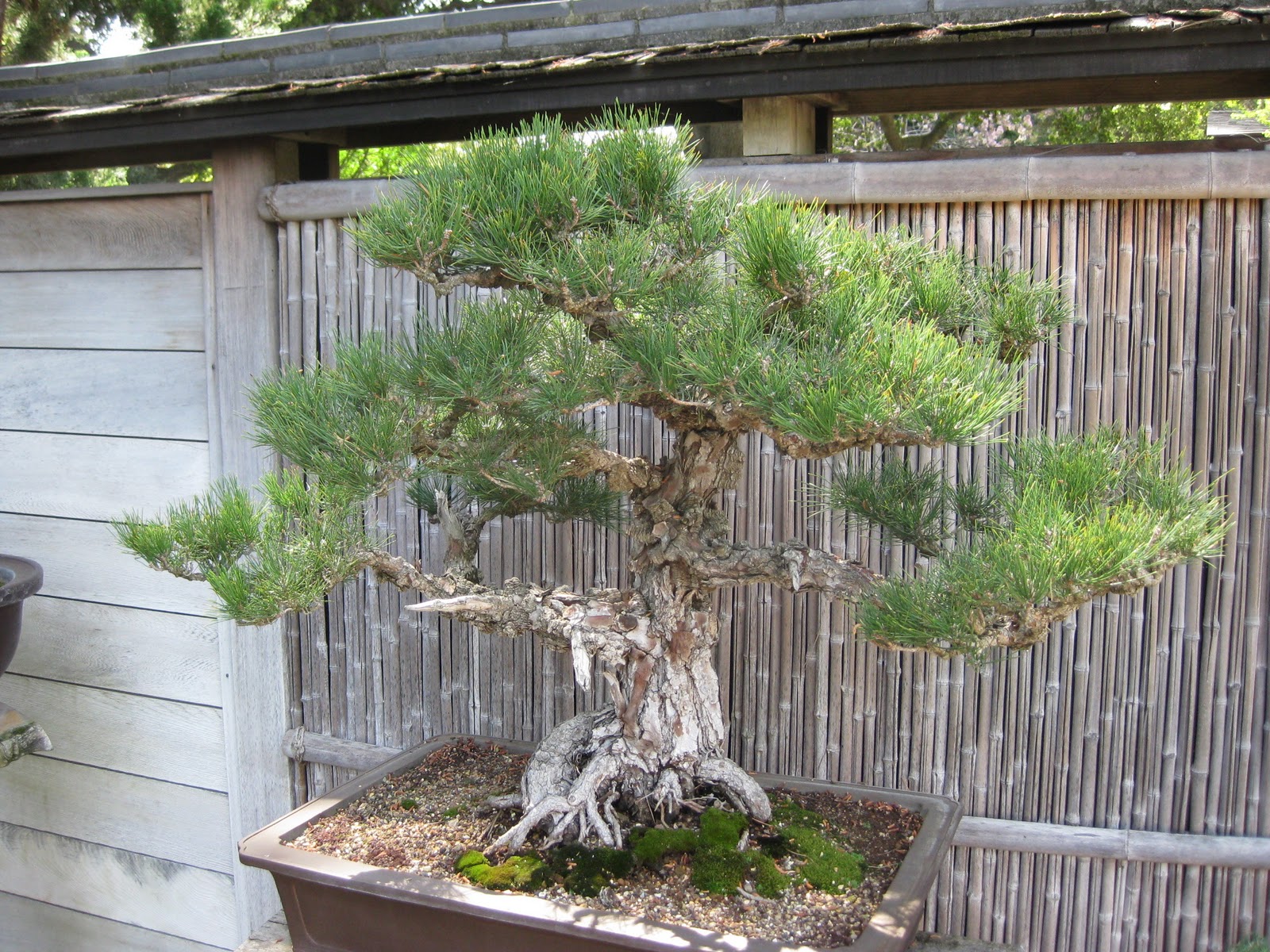 Trees of Santa Cruz County: Pinus thunbergii - Japanese Black Pine