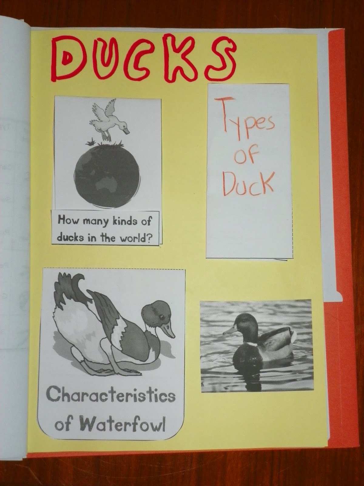 The Little Sewing Shop: Bird Lapbook and Unit Study (August-Sept 2014)