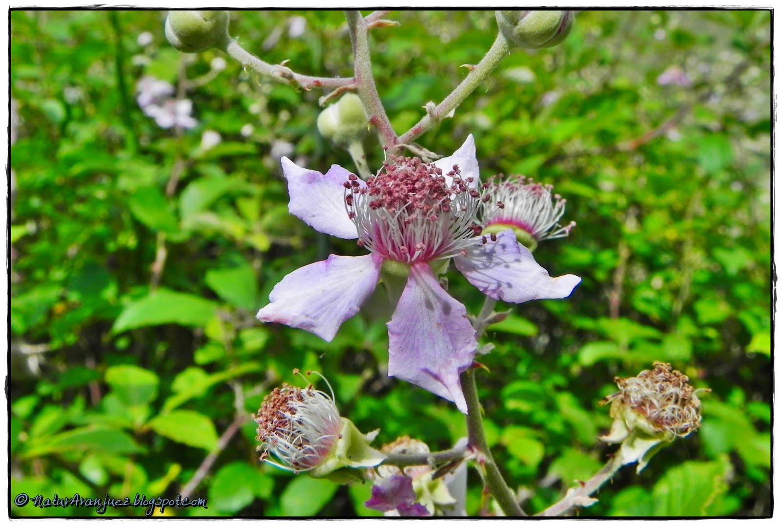 NaturAranjuez: ZARZAMORA - Rubus ulmifolius
