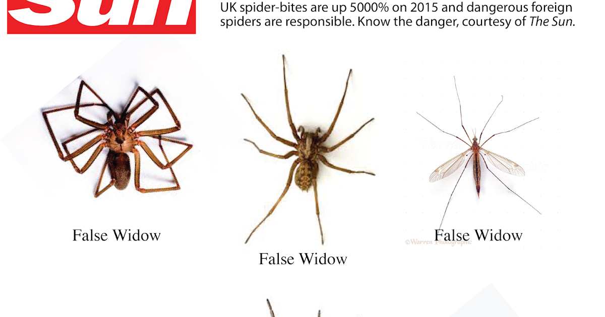 Beware! the Zine: The Sun's Guide to UK Spiders