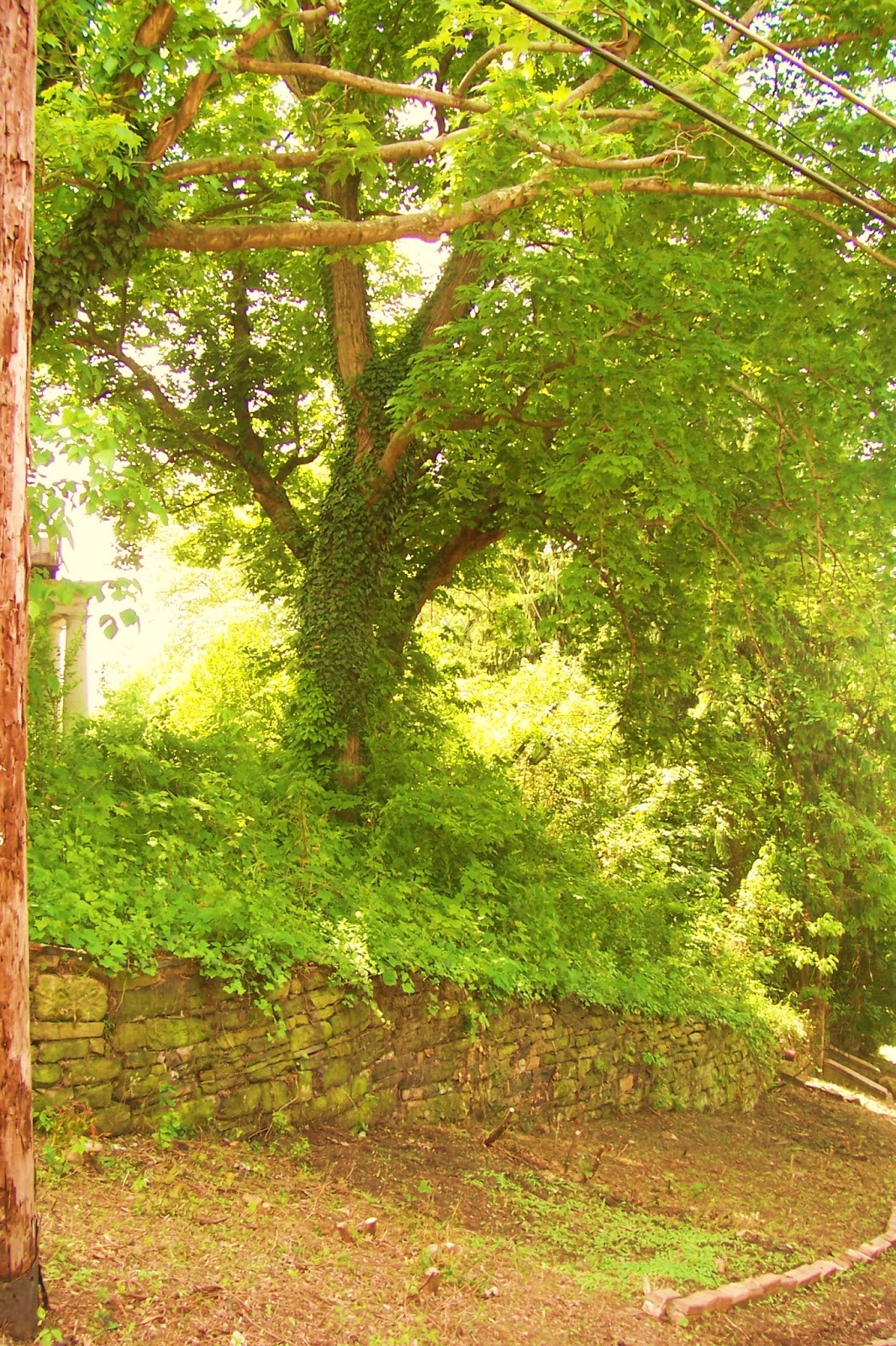 napoleons note's: Nature's Ideals