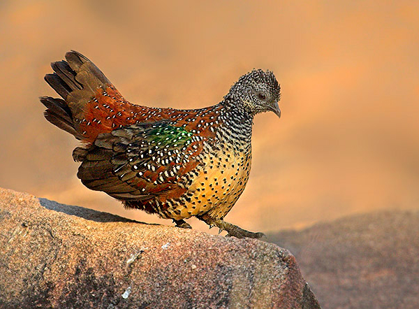 Sri Lankan Endemic Birds: Lanka Haban Kukula - The Ceylon Spurfowl ...