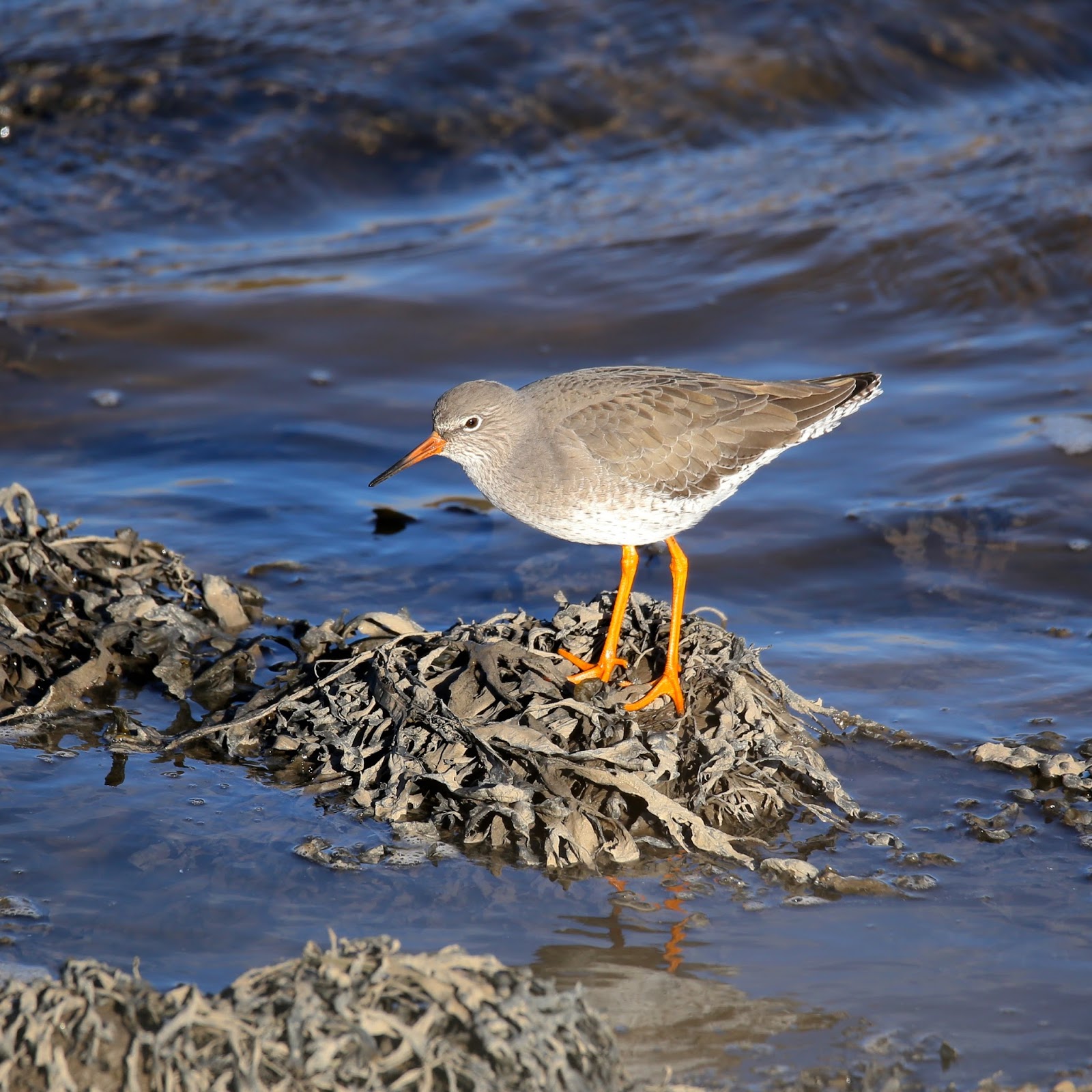 TrogTrogBlog: Bird of the week - Redshank