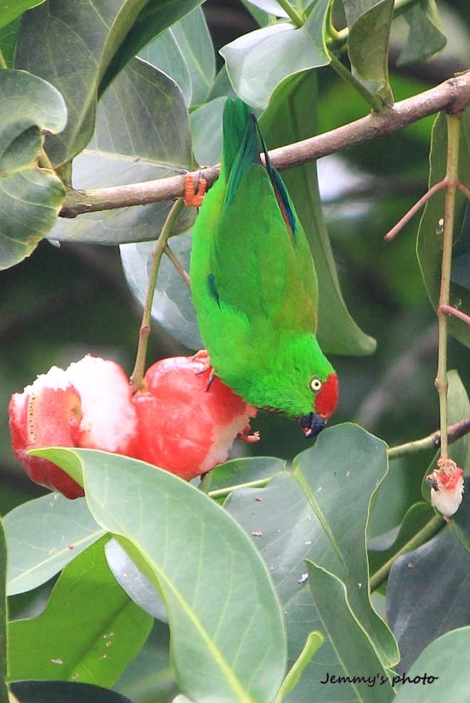 Pesona Alam dan Satwa Liar: Serindit Sulawesi / Celebes hanging-parrot