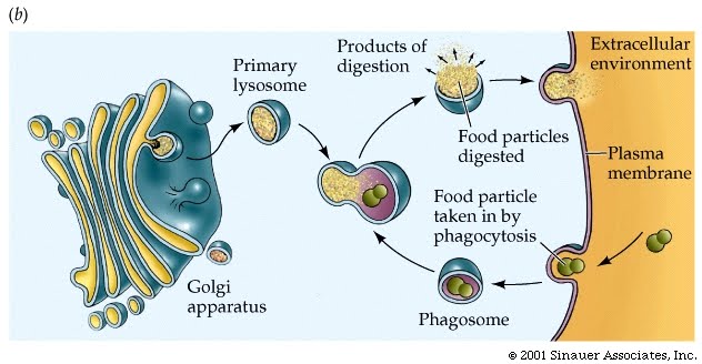 APRENDE y DISFRUTA con las CIENCIAS NATURALES: LISOSOMAS: Digestión celular