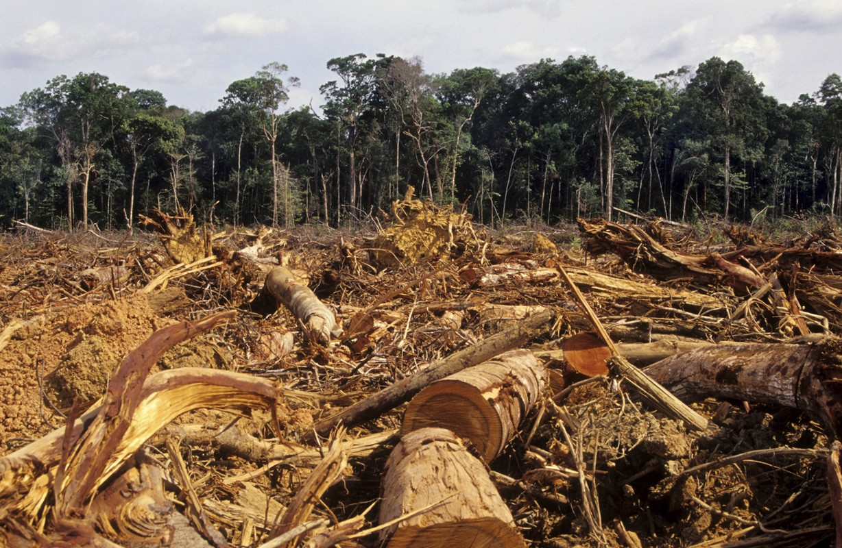 Medio Ambiente: La Reforestación y la Deforestacion