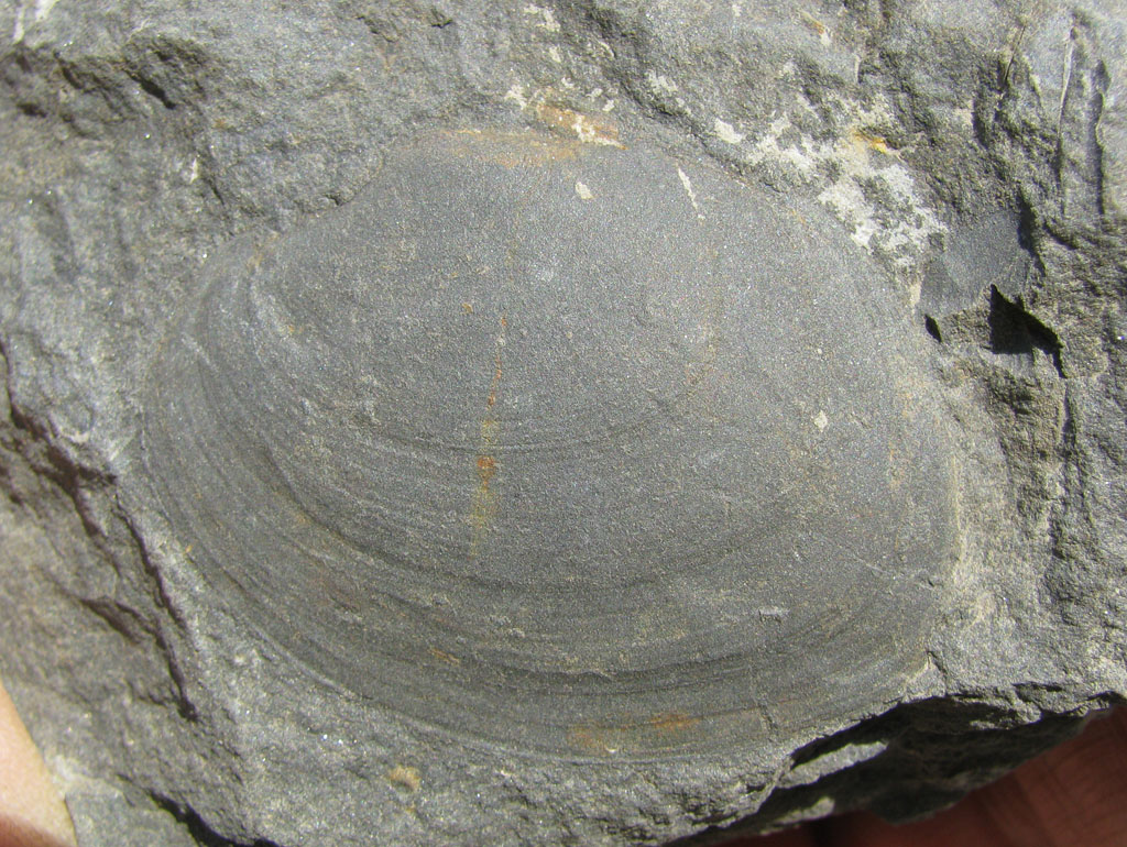 Views of the Mahantango: Cypricardella tenuistriata pelecypod from the ...