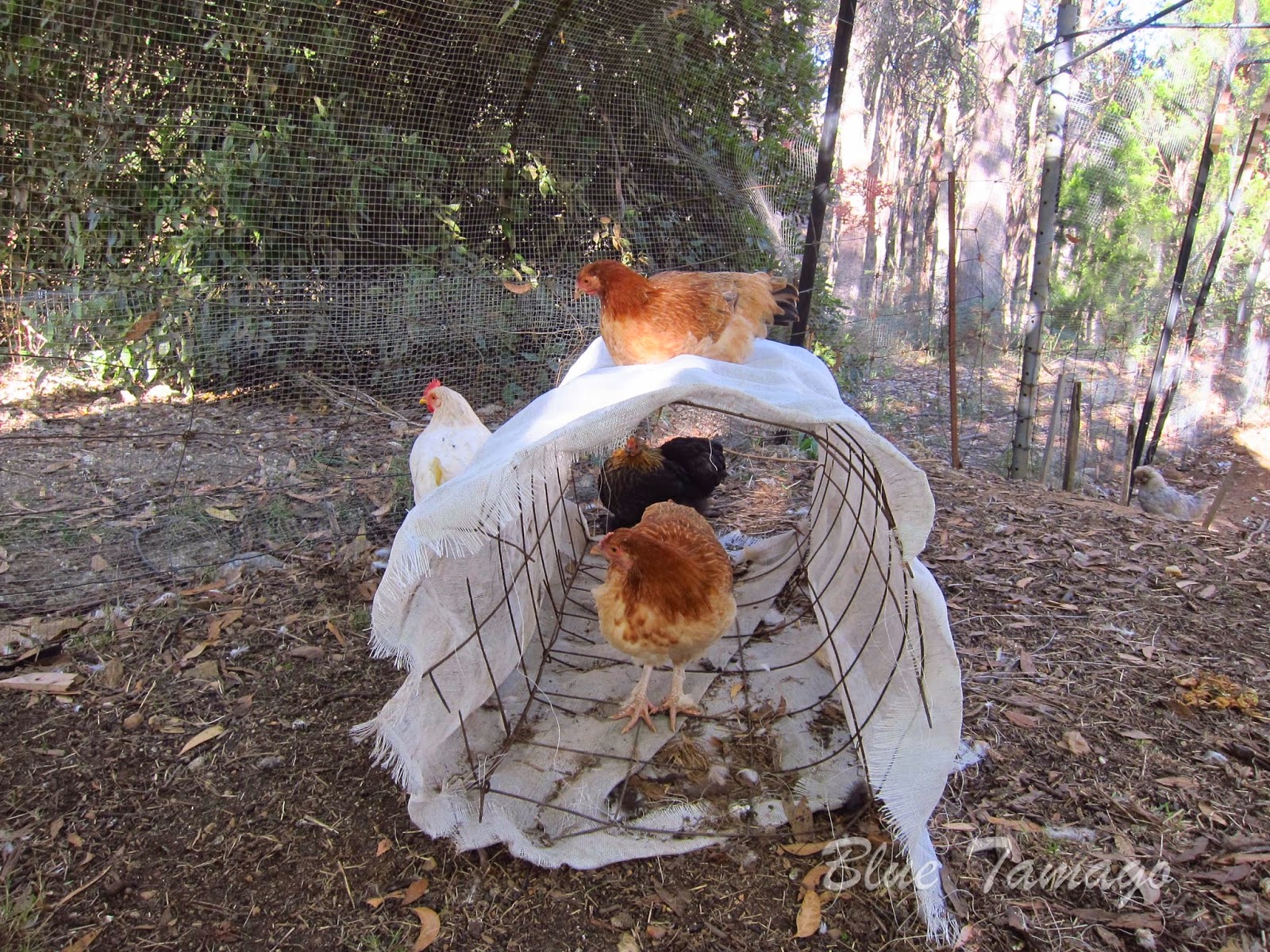 Chicken Entertainment