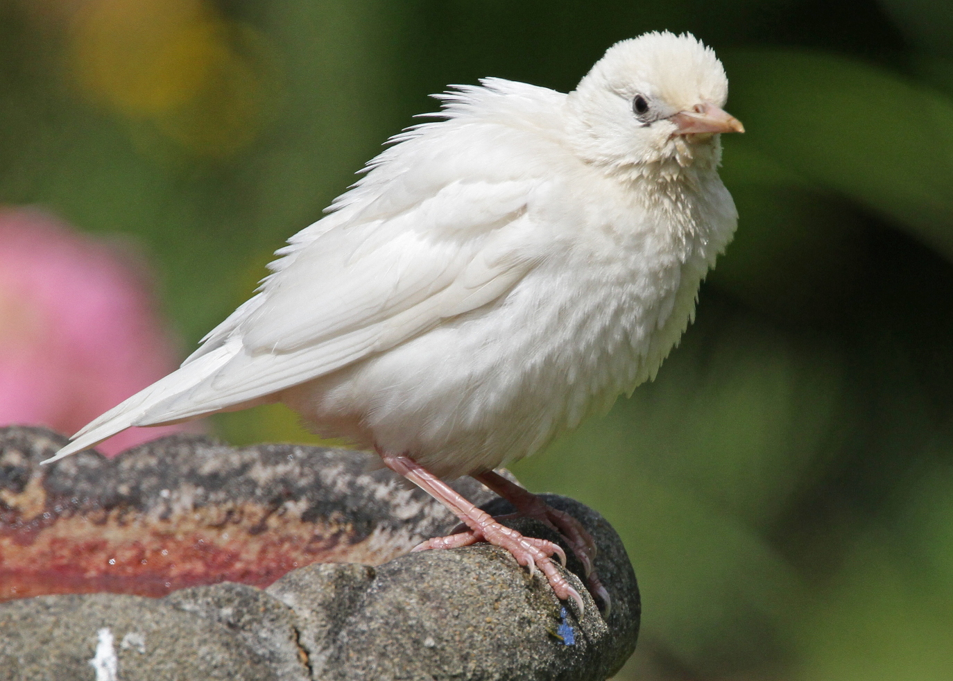 Pagham Birder: The Albino Starling returns