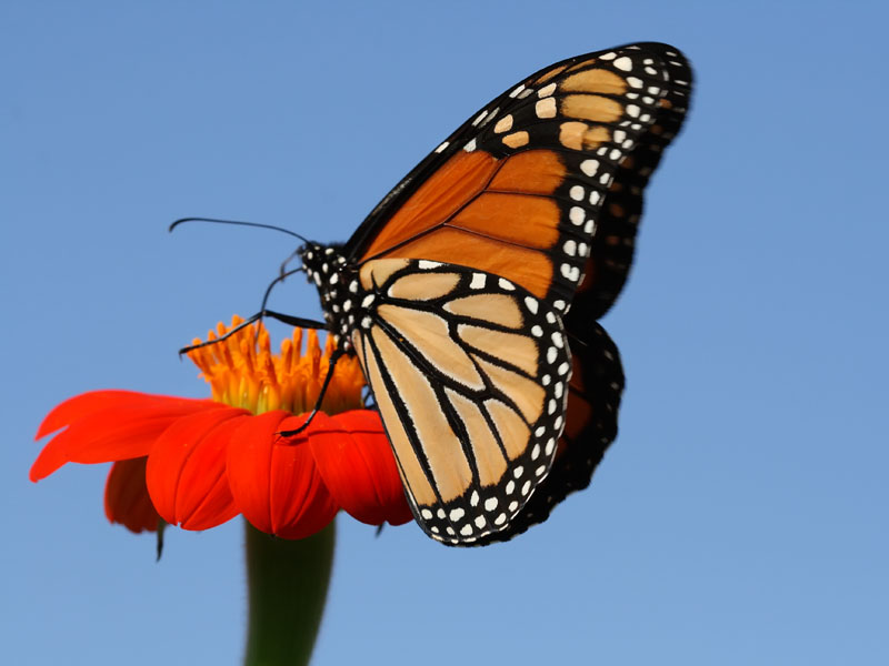 Ecobirder: Monarch Butterfly