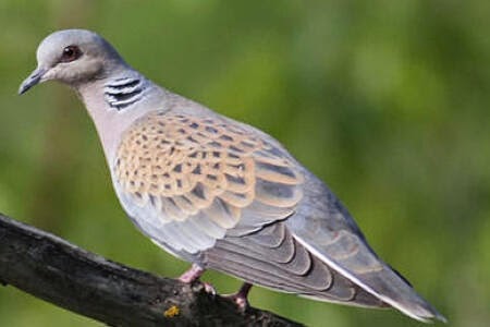 Nayn: Közvetlen környezetünk madarai