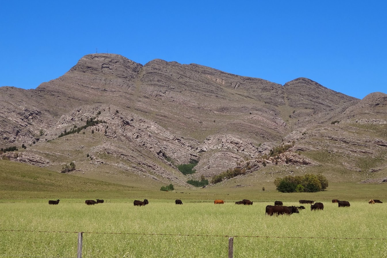 sebbavelo: Pampa humeda