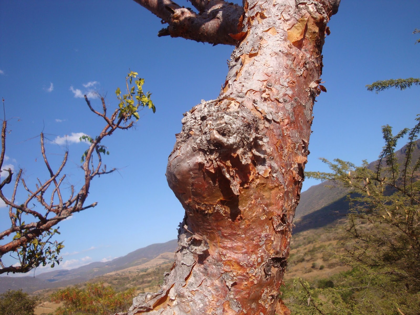 OXTOTITLAN: El cuajiote, árboles de Oxtotitlán