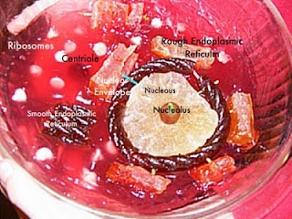 Raising California Homeschool: Life Science/Cells: Making a Healthy ...