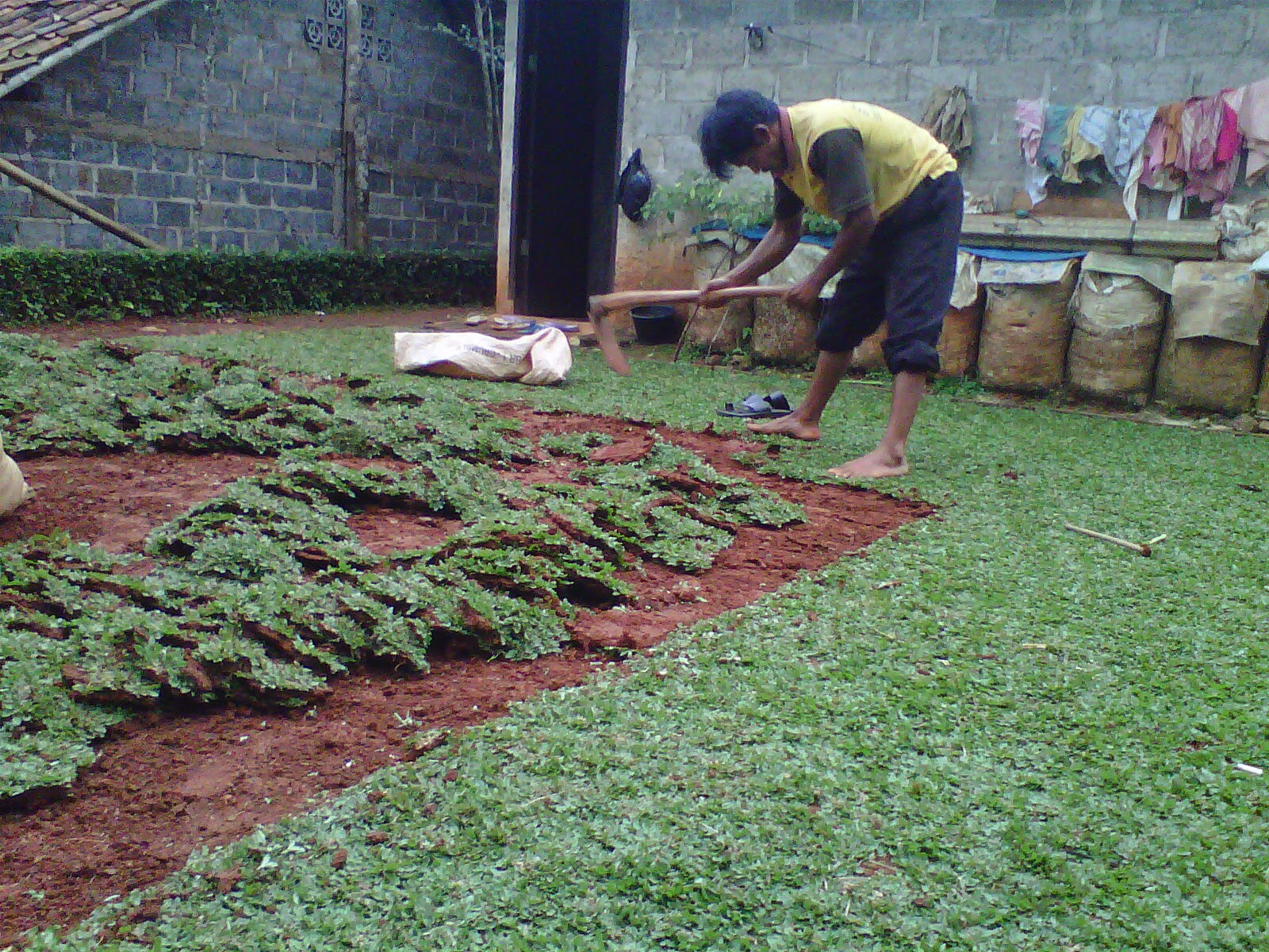 tukang rumput |rumput gajah mini | rumput jepang |rumput golp | LOVE GREEN