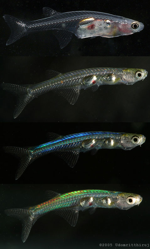 Species New to Science: [Ichthyology • 2009] Danionella dracula ...