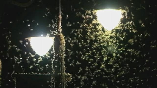 Luis Manuel: Huge 'Mayfly Hatch' Caught On Radar, Overwhelms Upper Midwest