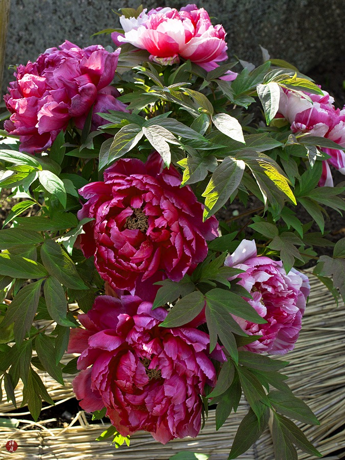 FROM THE GARDEN OF ZEN: Fuyu-botan (winter peony) flowers in Tsurugaoka ...