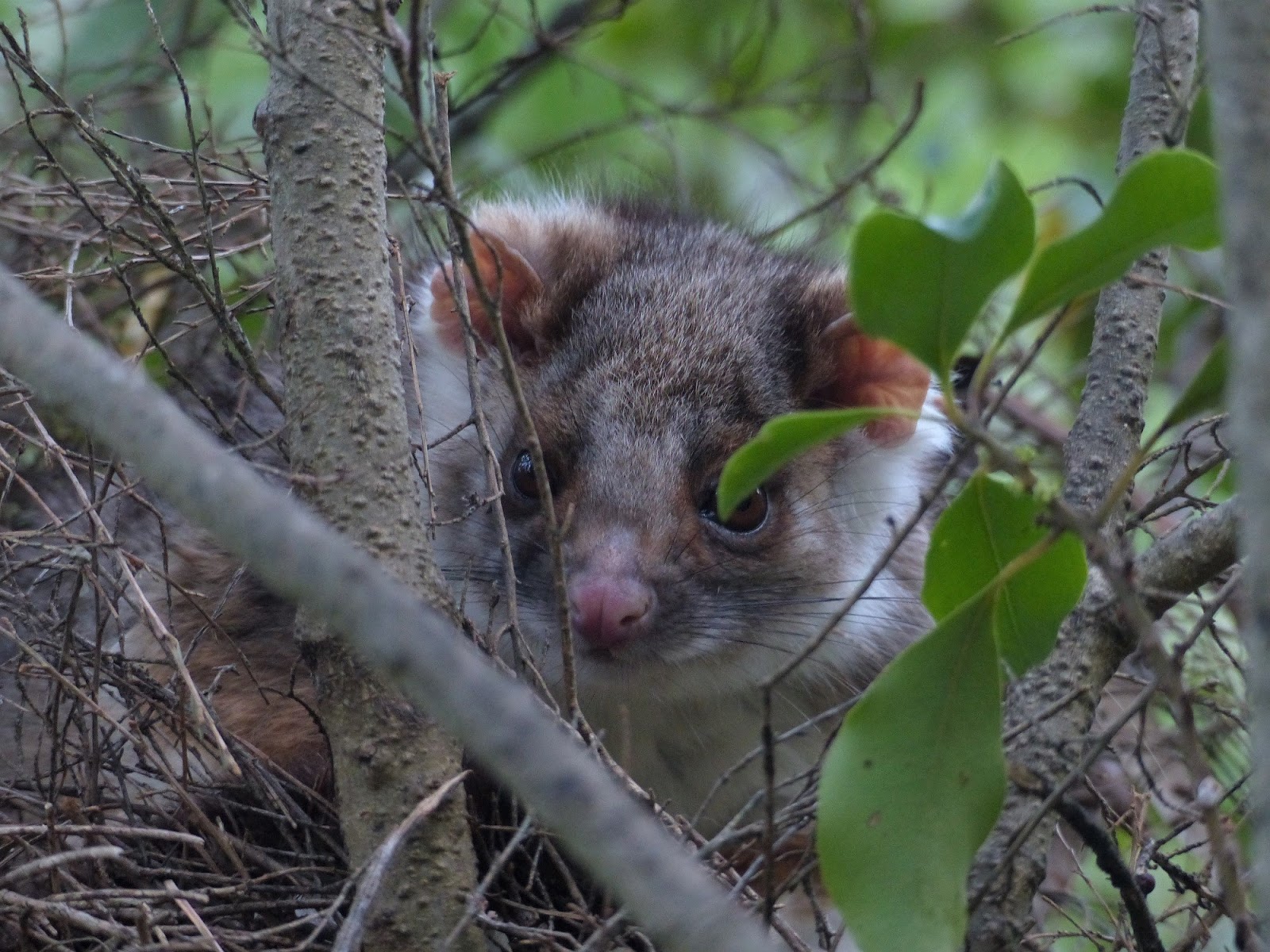 A Field Notebook: Common Ringtail Possum at Finns Reserve