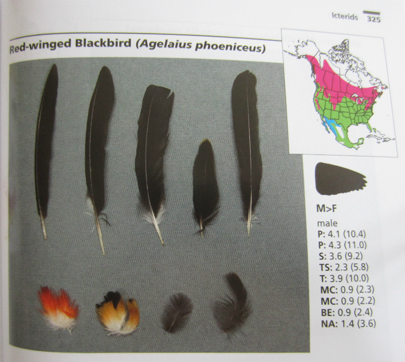 Birds Gone Wild: *update* feathery finds