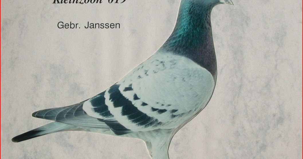Pigeon Fever: Inteelt