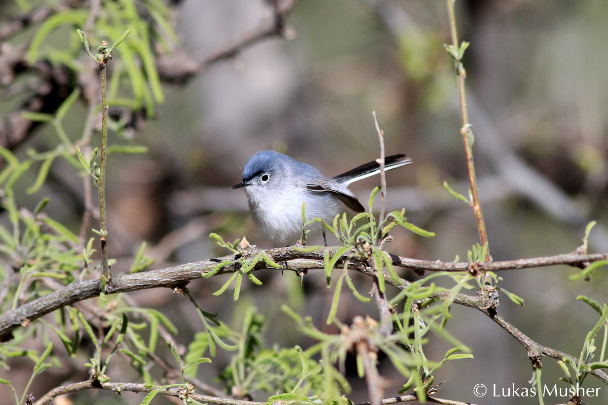 Boom Chachalaca: Birding Southeast Arizona