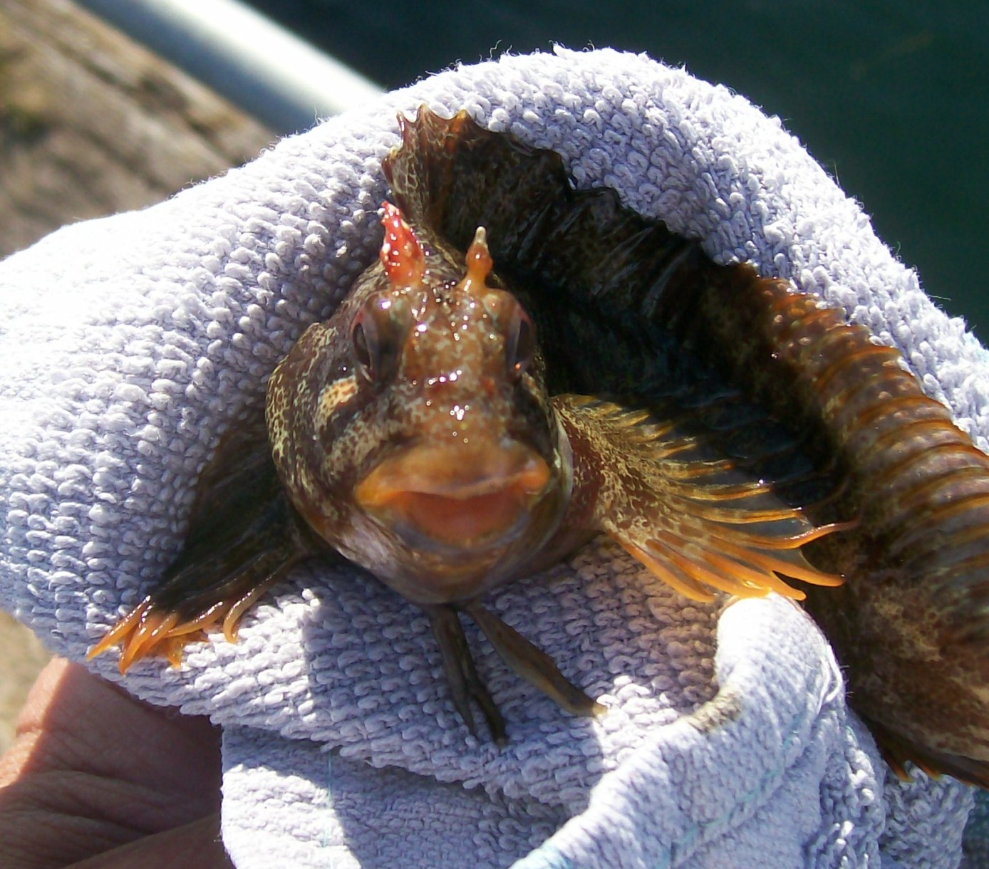 fishyfishy: Fish Identification, Blennies.