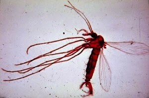 Control de Plagas en Sanidad Ambiental: Flebotomíneos