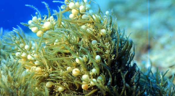 MENGENAL KLASIFIKASI LENGKAP KELOMPOK-KELOMPOK ALGA (ALGAE) - Informasi ...