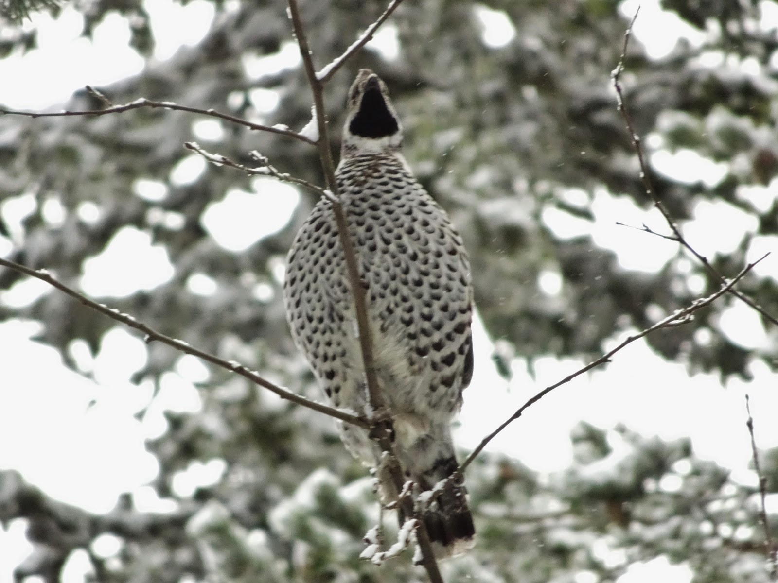 Juhani Vallin reviiri: Pyy