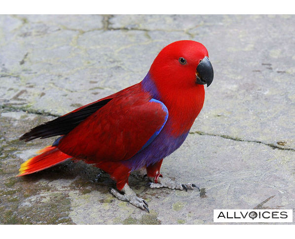 Pet Cure: The pretty Eclectus Parrot is cute
