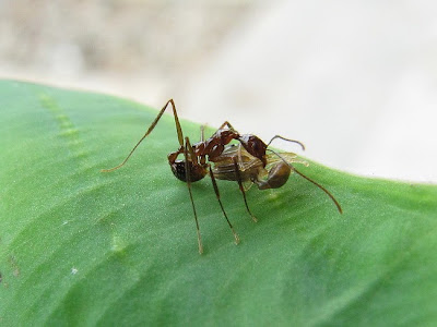 Variety of Life: Aphaenogaster