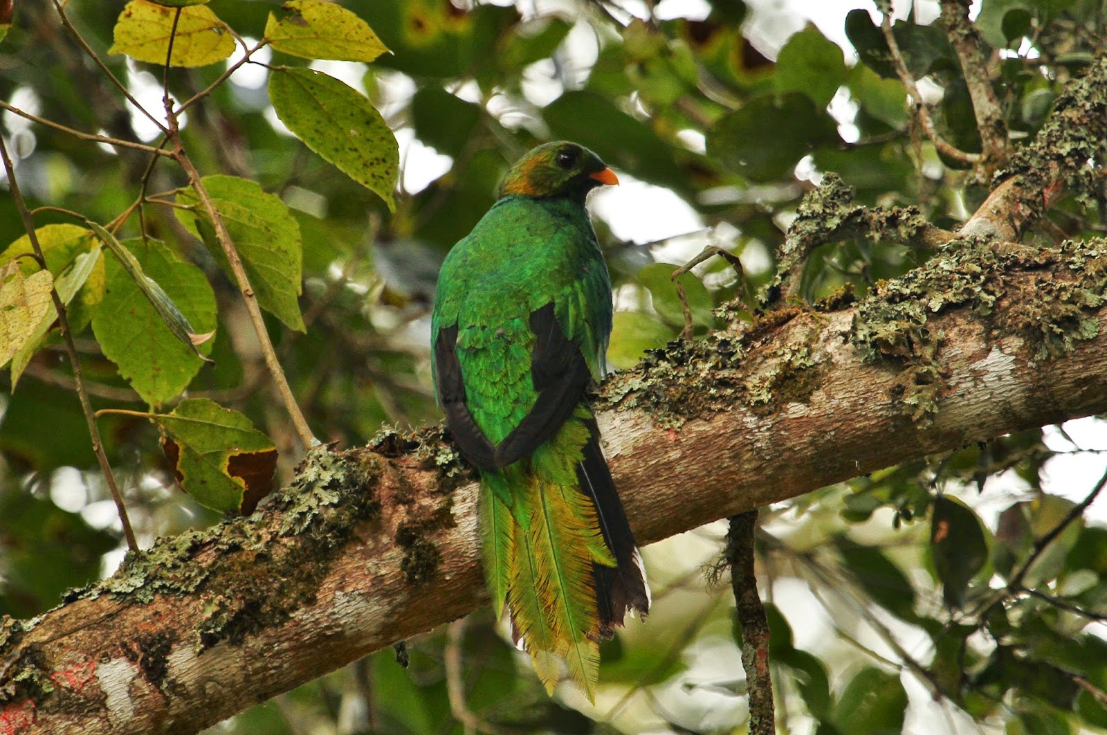 Nuestro bello mundo...: White-tipped Quetzal, male, Pharomachrus ...