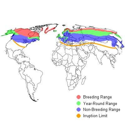 Aviario Jaspe: El pardillo sicerín (Carduelis flammea)