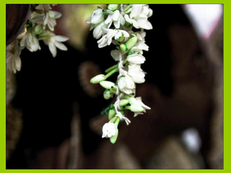 Spreebird wildlife: Jasmine (common) The National flower of Pakistan