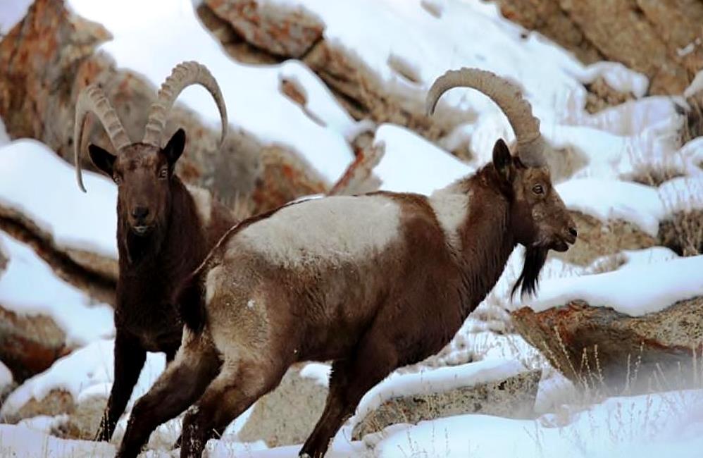 Ladakh- A Place of Peace and Nature