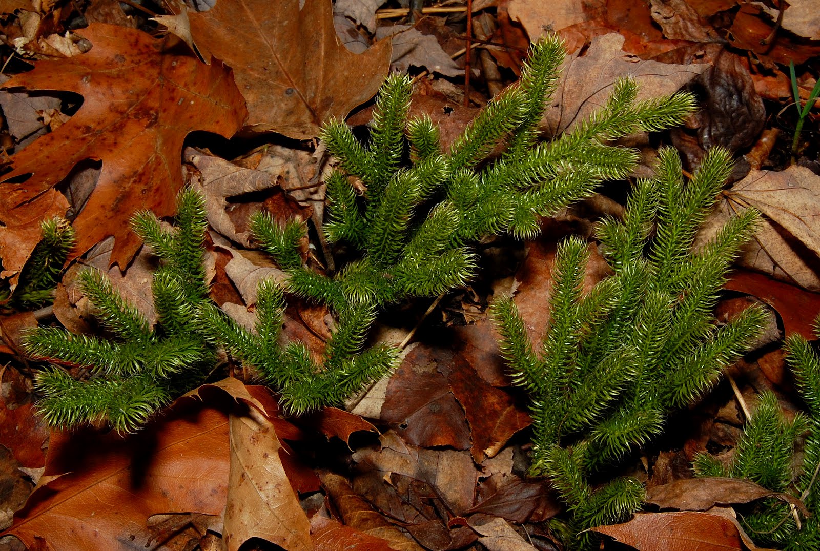 Get Your Botany On!: Green in Winter: Running Ground Pine