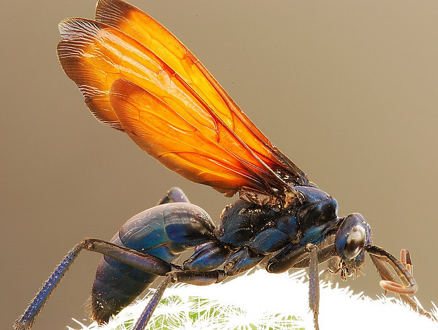 The Tarantula Hawk Wasp - Ruthless ‘Raptor’ of the Insect World | The ...