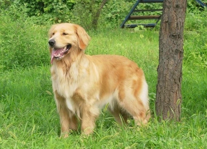 anjing-golden-ritriver: anjing golden retriever . artikel hendrik golden