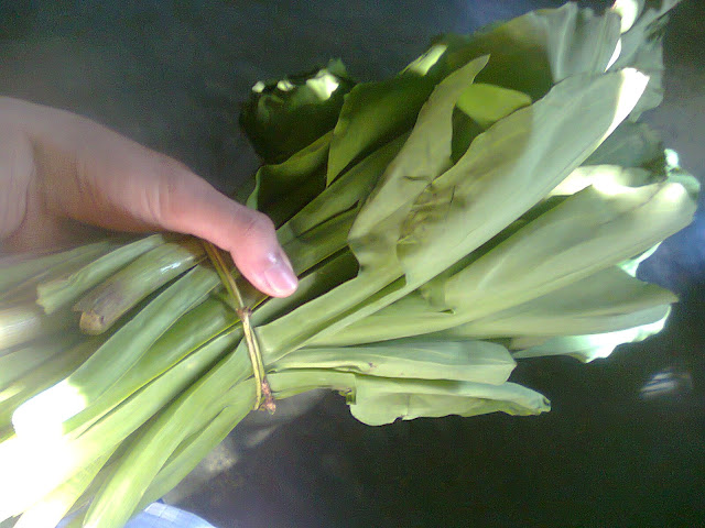 Cara Menanam Genjer di Tanah Gambut Berawa dan Di Sawah Untuk Hasil ...