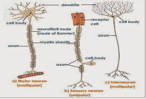 LAPORAN PRAKTIKUM FISIOLOGI HEWAN EDISI KULAP UPI ~ Catatan Guru Biologi
